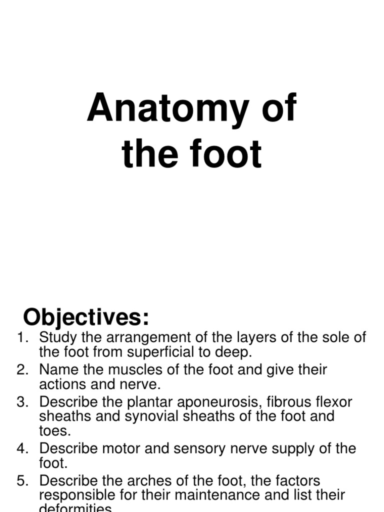 Anatomy of The Foot | PDF