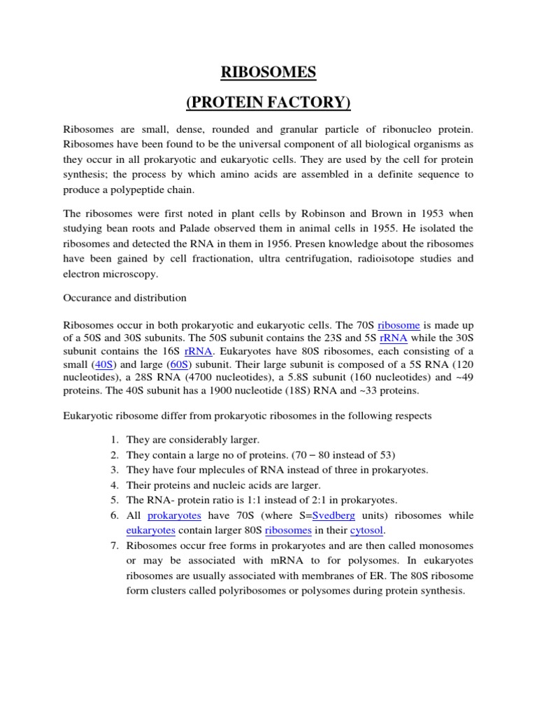 Ribosomes (Protein Factory) : Ribosome Rrna Rrna 40S 60S | PDF ...