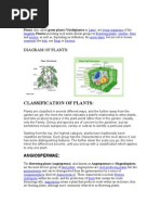 Overview of Plant Phyla and Divisions | PDF | Plants | Organisms