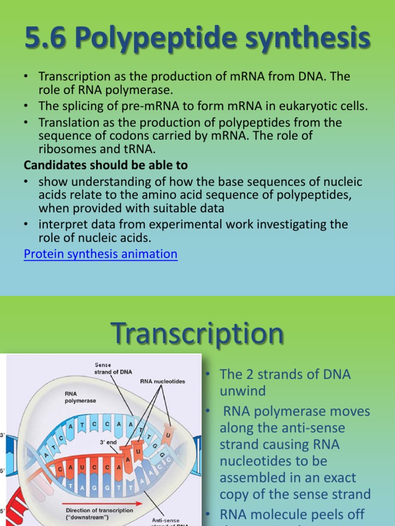 Polypeptide Synthesis Process Explained | PDF