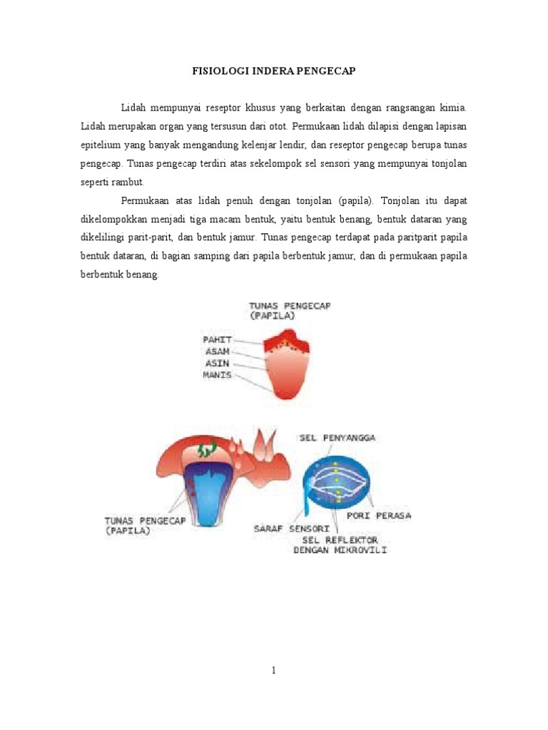 Fisiologi Indera Pengecap | PDF