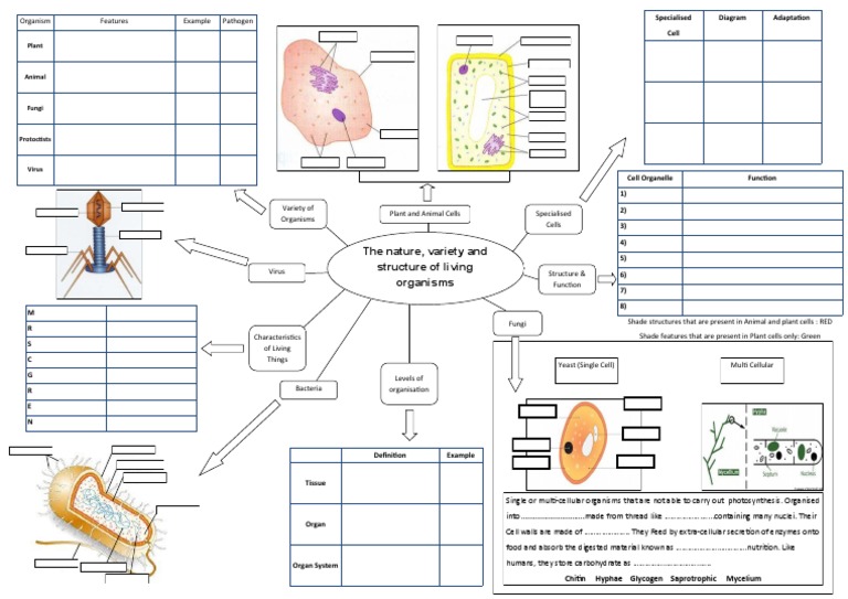 Living Organisms Map | PDF