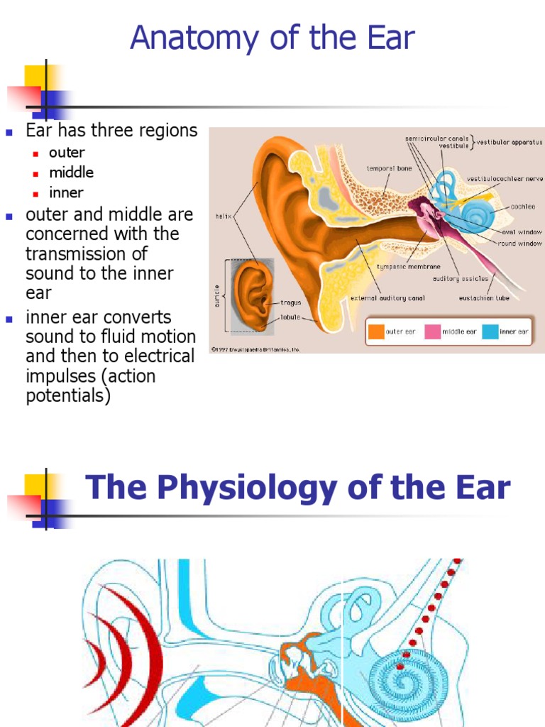Anatomy of The Ear: Ear Has Three Regions | PDF