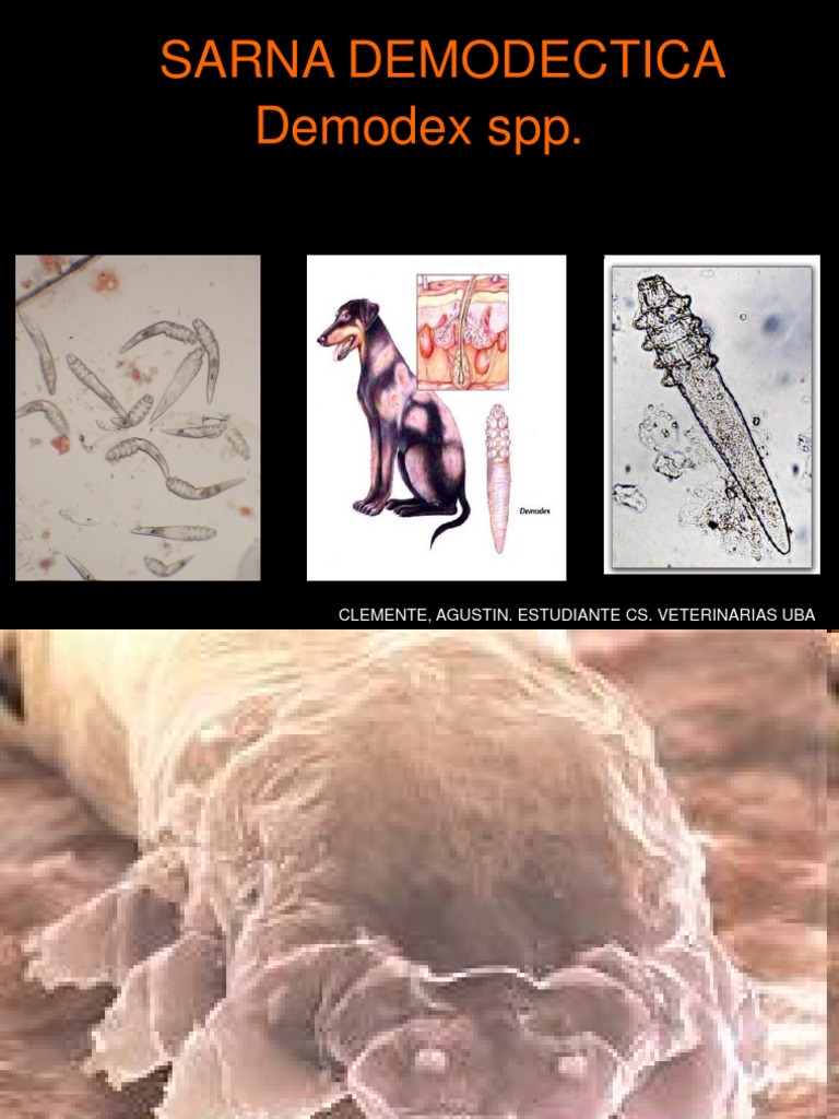 Características de Demodex spp. | PDF