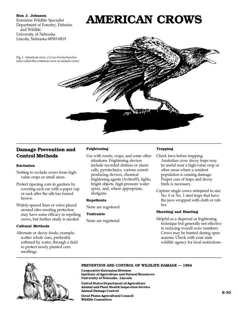 Crow | PDF | Birds | Trapping