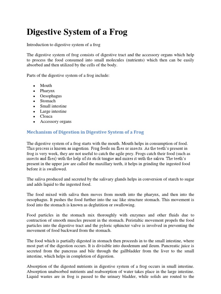 Digestive System Of A Frog