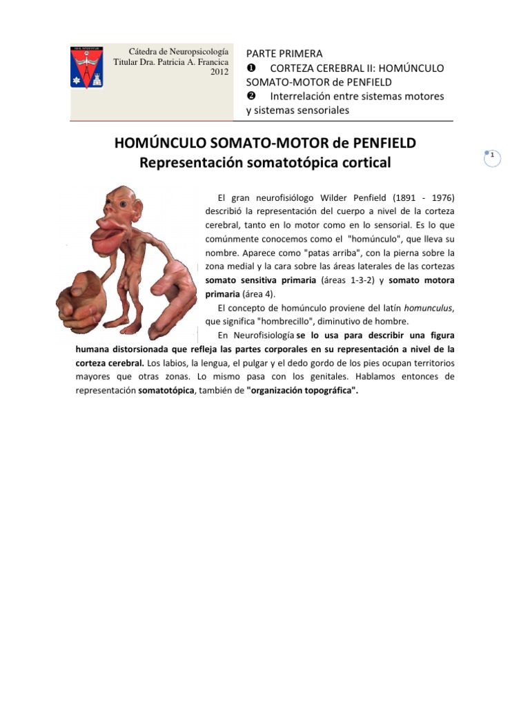 Homúnculo de Penfield | PDF | Anatomía humana | Cerebro