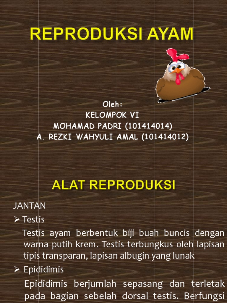 Organ Reproduksi Ayam: Jantan dan Betina | PDF | Memasak, Makanan, & Anggur