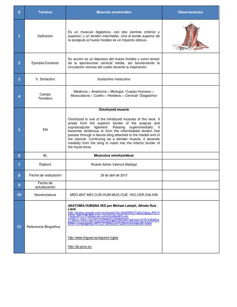 Músculo Omohioideo: Anatomía y Función | PDF | Salud y bienestar