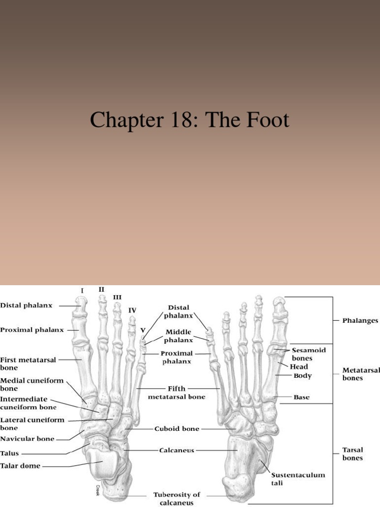 Preventing Foot, Ankle, and Lower Leg Injuries Through Proper ...