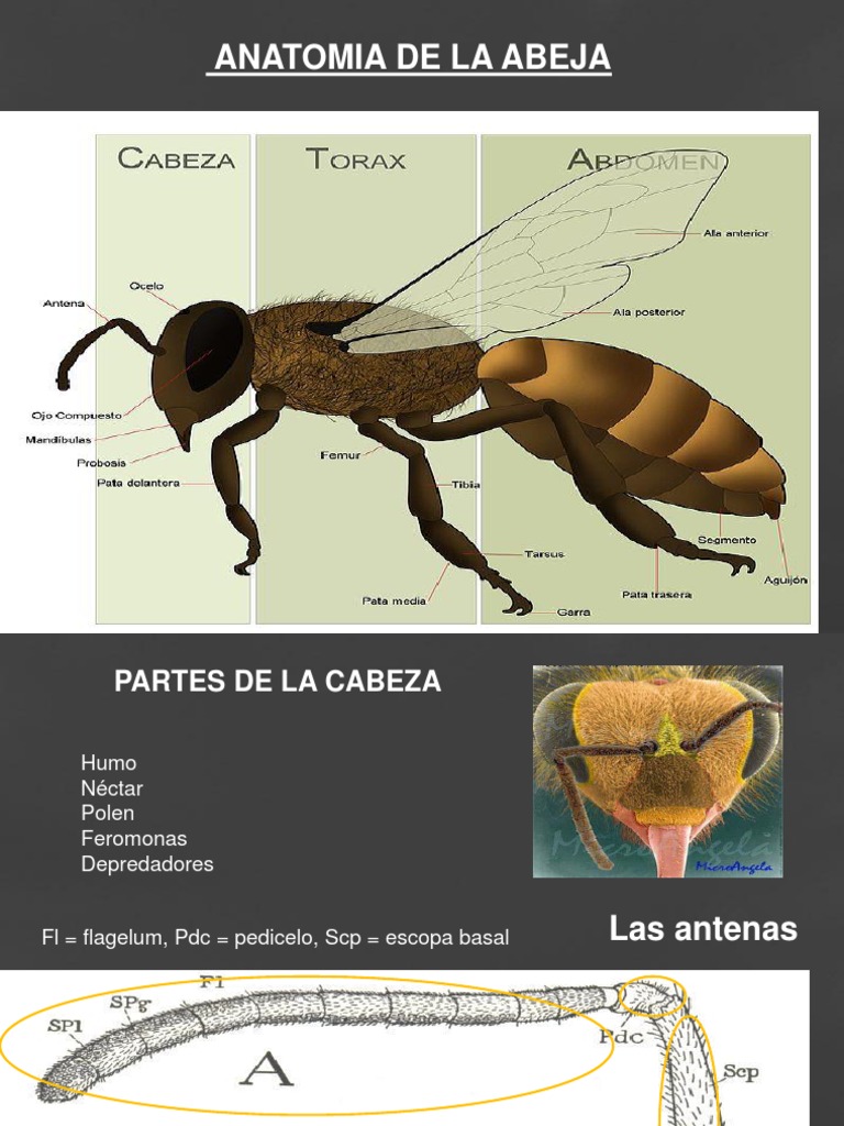 Anatomia Abeja 2 | PDF