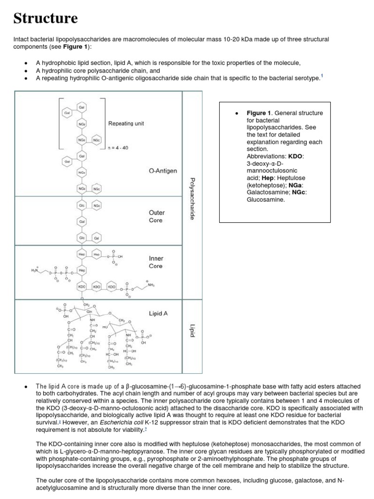 Structure of LPS | PDF | Lipopolysaccharide | Natural Products