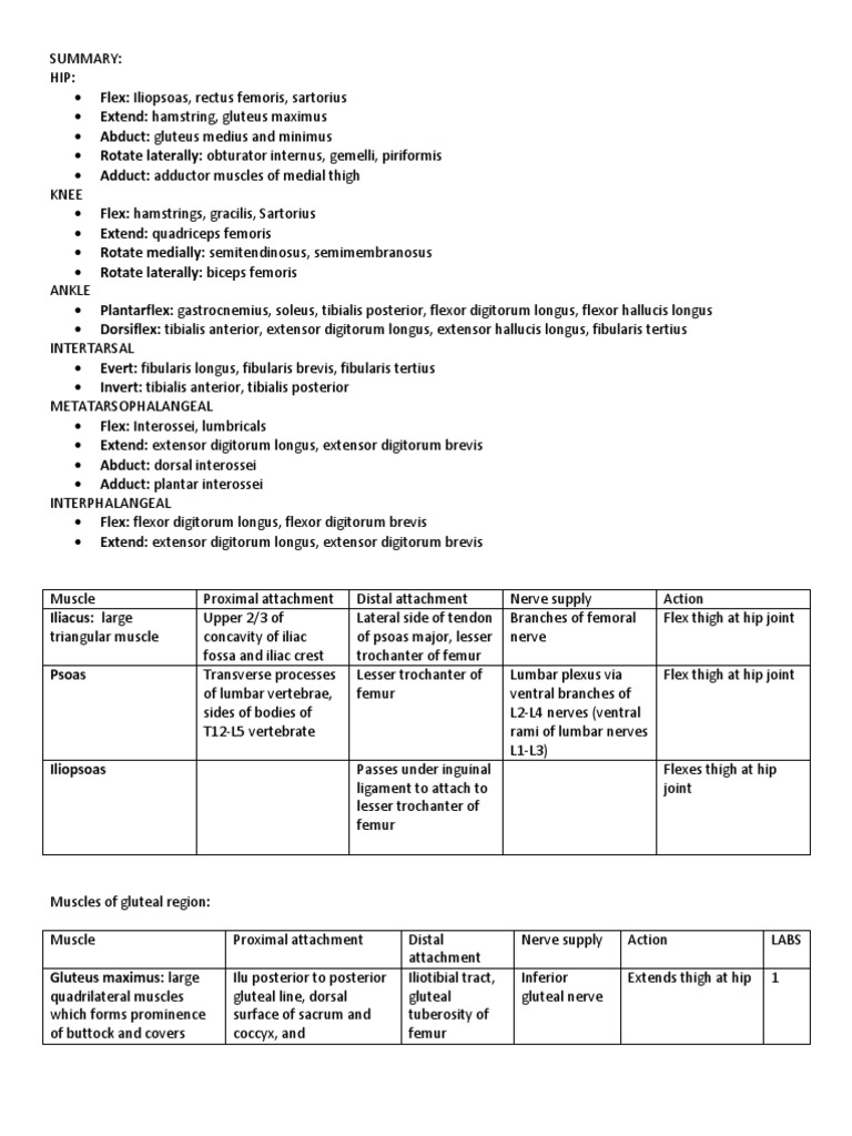 Lower Limb Anatomy Tables | PDF | Human Leg | Foot