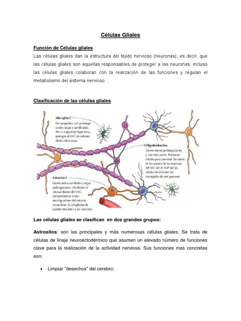 Celulas Gliales | PDF | Axon | Sistema nervioso