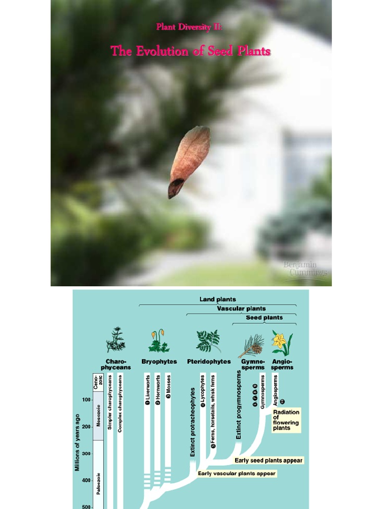 Plant Diversity Notes | PDF | Spore | Seed