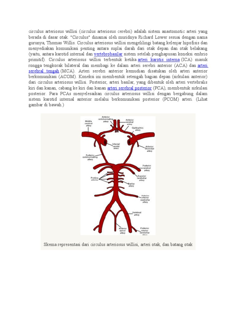 Circulus Arteriosus Willisi | PDF | Seni