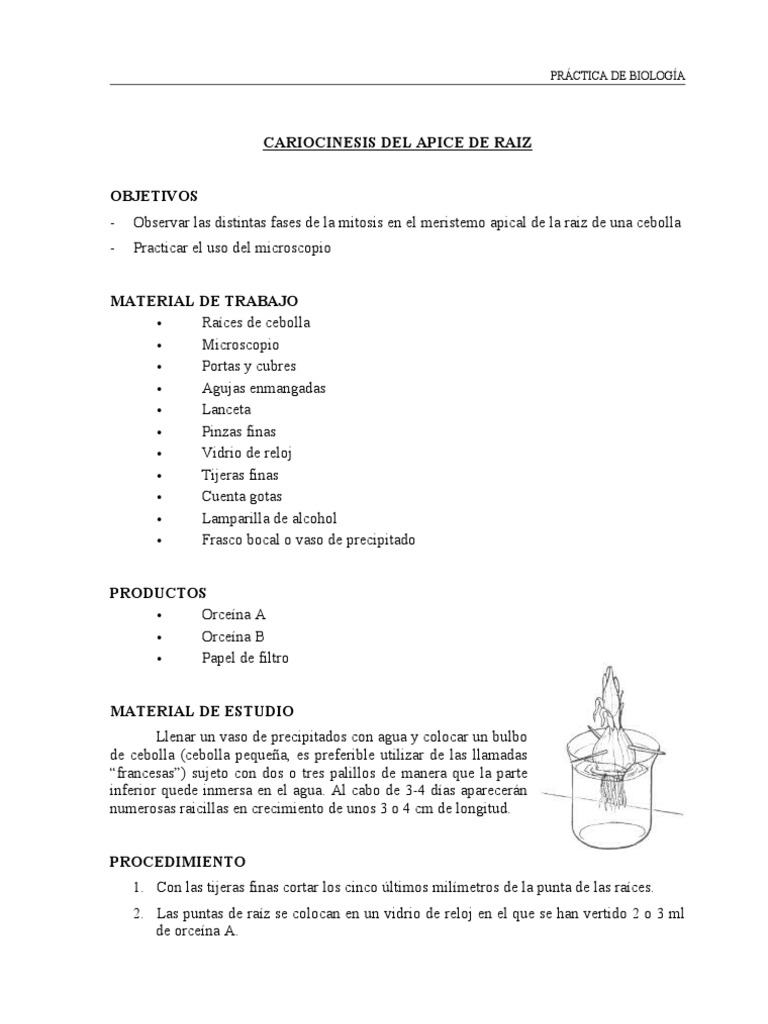 6mitosis en El Ápice de La Raíz | PDF | Mitosis | Biología Celular)