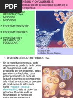 Esquema Proceso Gametogénesis Detallado | PDF | Mitosis | Sistema reproductivo
