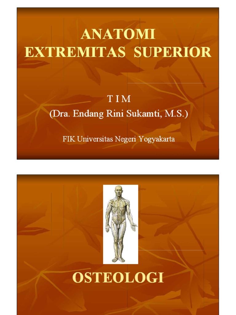 Anatomi Extremitas Superior | PDF