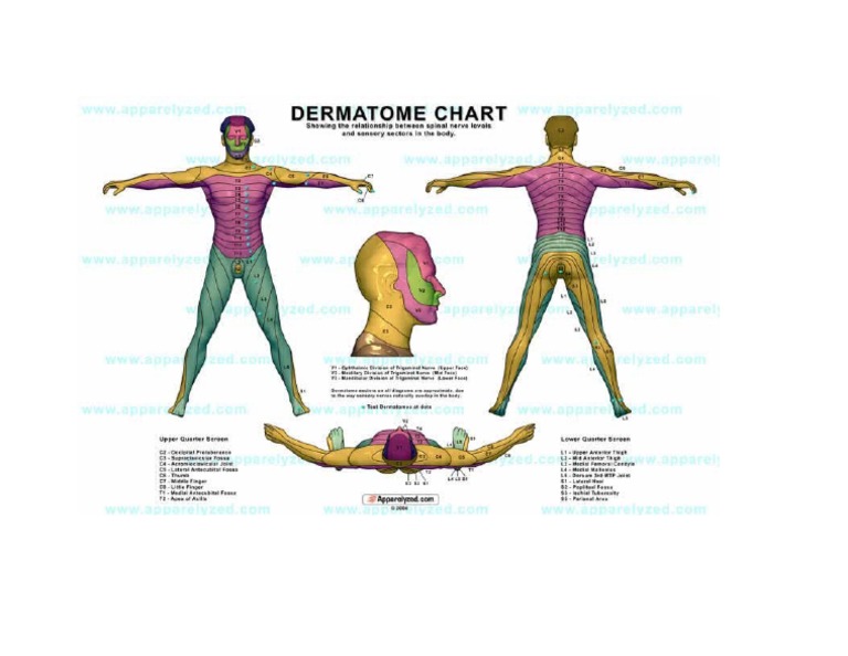 Dermatome Chart | PDF