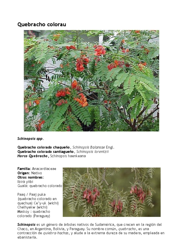 Quebracho Colorado - Schinopsis Spp. | PDF