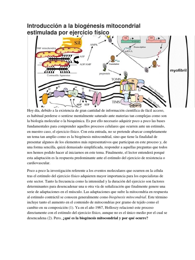 Introducción a la biogénesis mitocondrial estimulada por ejercicio ...