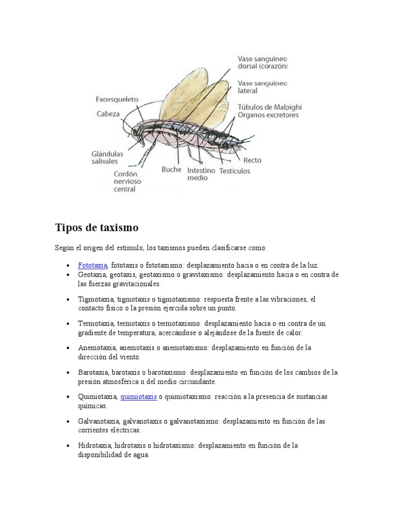 Tipos de Taxismo | PDF | Ciencia y matemáticas | Tecnología