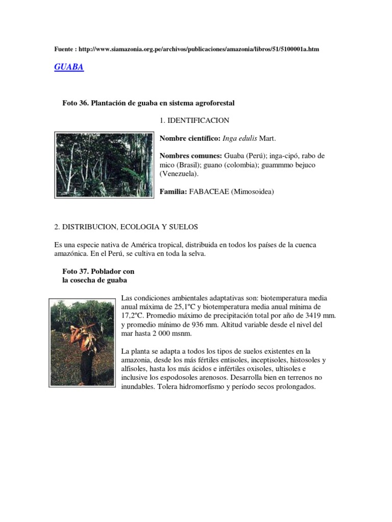 Cultivo Guaba | PDF | Fruta | Insectos