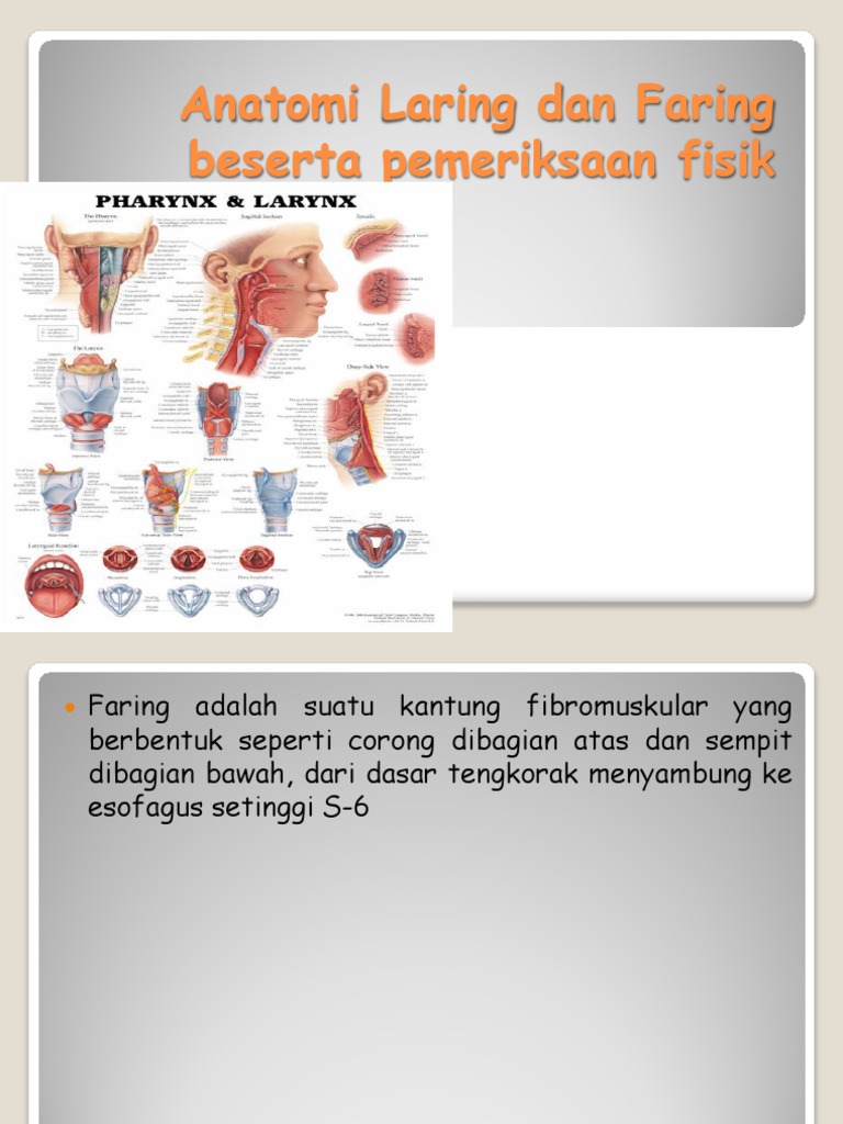 Anatomi Laring Dan Faring Beserta Pemeriksaan Fisik | PDF