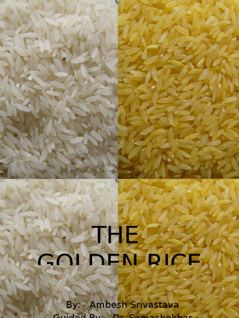 The Golden Rice by Ambesh Srivastava | PDF | Food And Drink | Agronomy