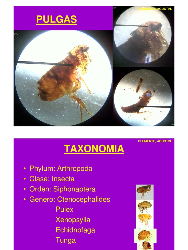 PULGAS.pdf | Insectos | Organismos