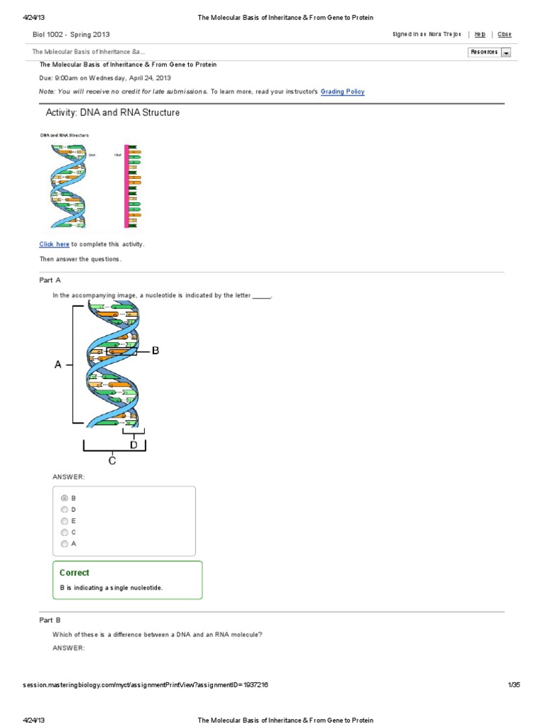 The Molecular Basis of Inheritance | PDF | Dna Replication | Primer ...