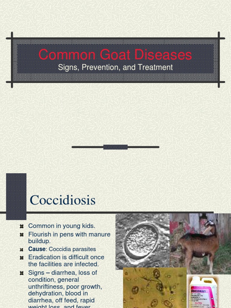 Goat Diseases | PDF | Infection | Diarrhea