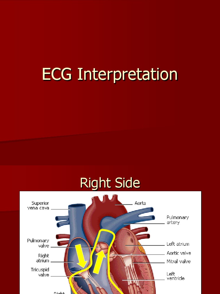 ECG Interpretation | PDF | Electrocardiography | Cardiovascular System