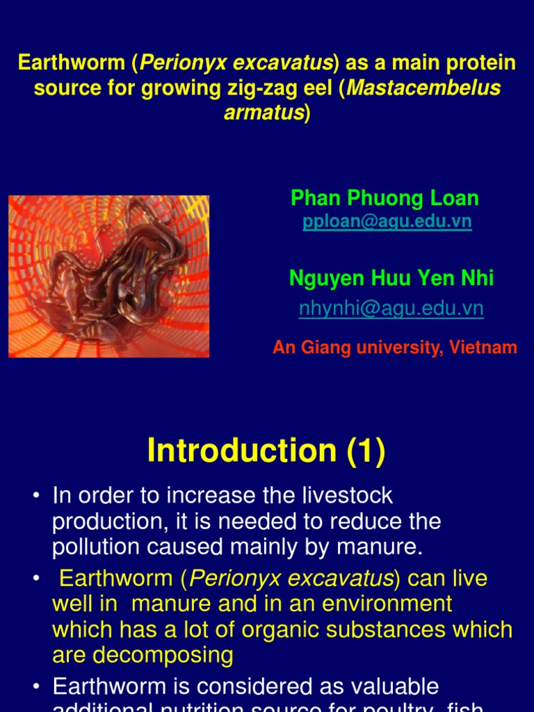 Earthworm (Perionyx Excavatus) As A Main Protein Source For Growing Zig ...