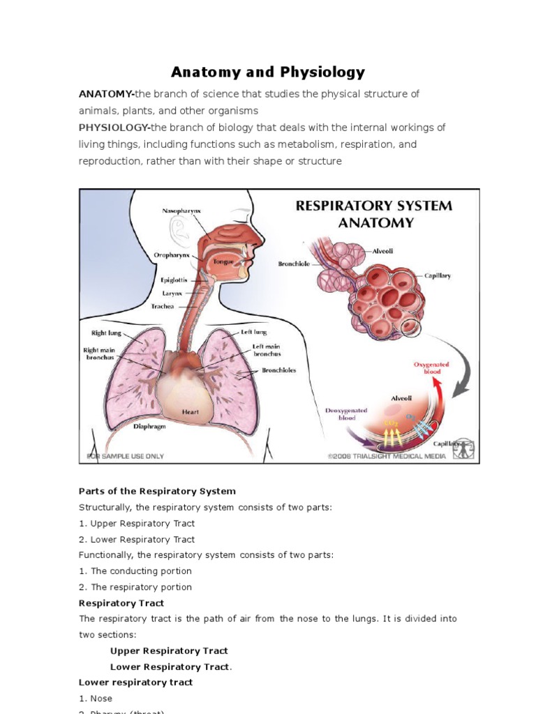 Respi Anaphysio | PDF | Respiratory Tract | Lung