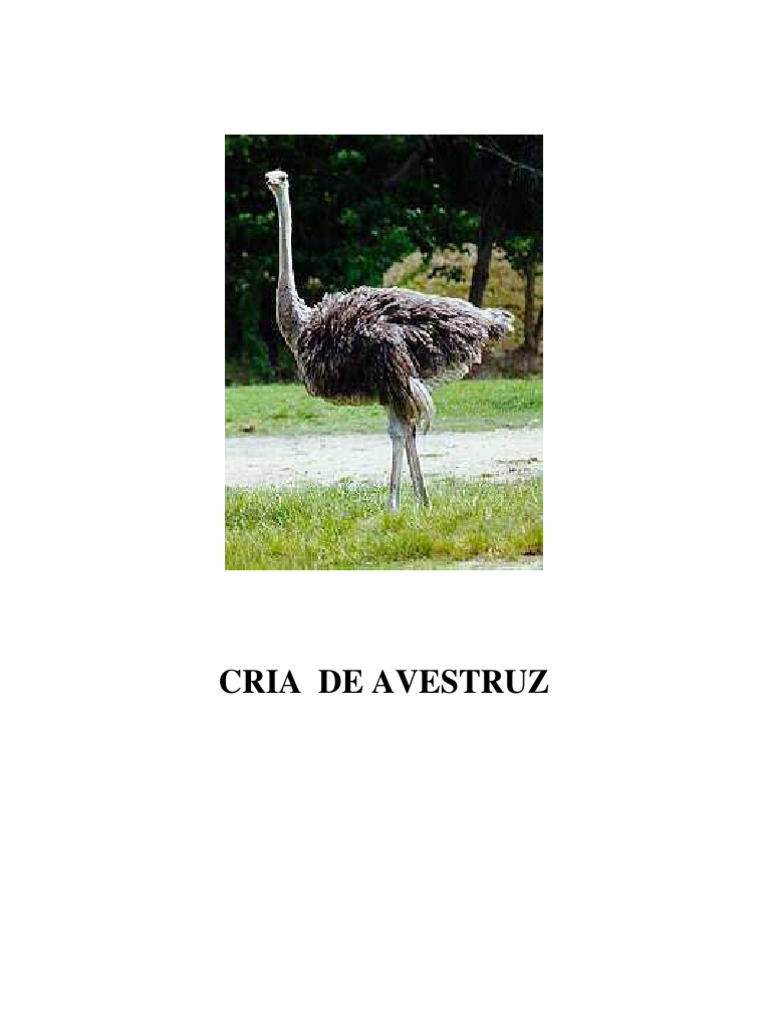 Avestrus | PDF | Digestión | Tórax
