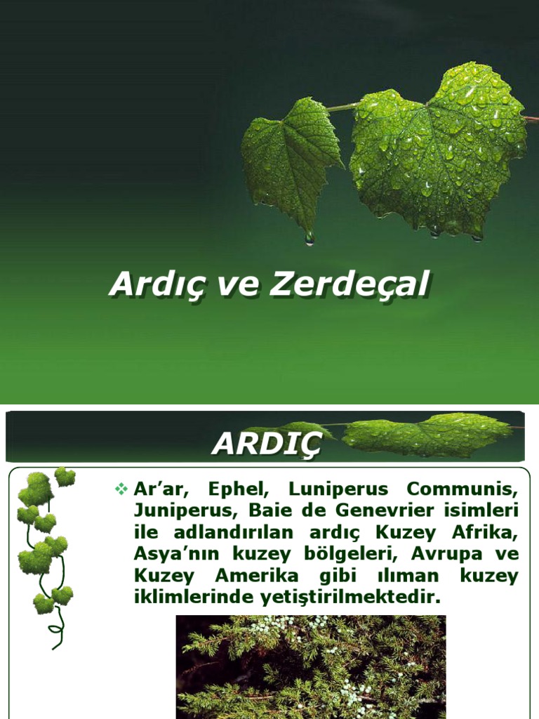 Şifalı Bitkiler | PDF