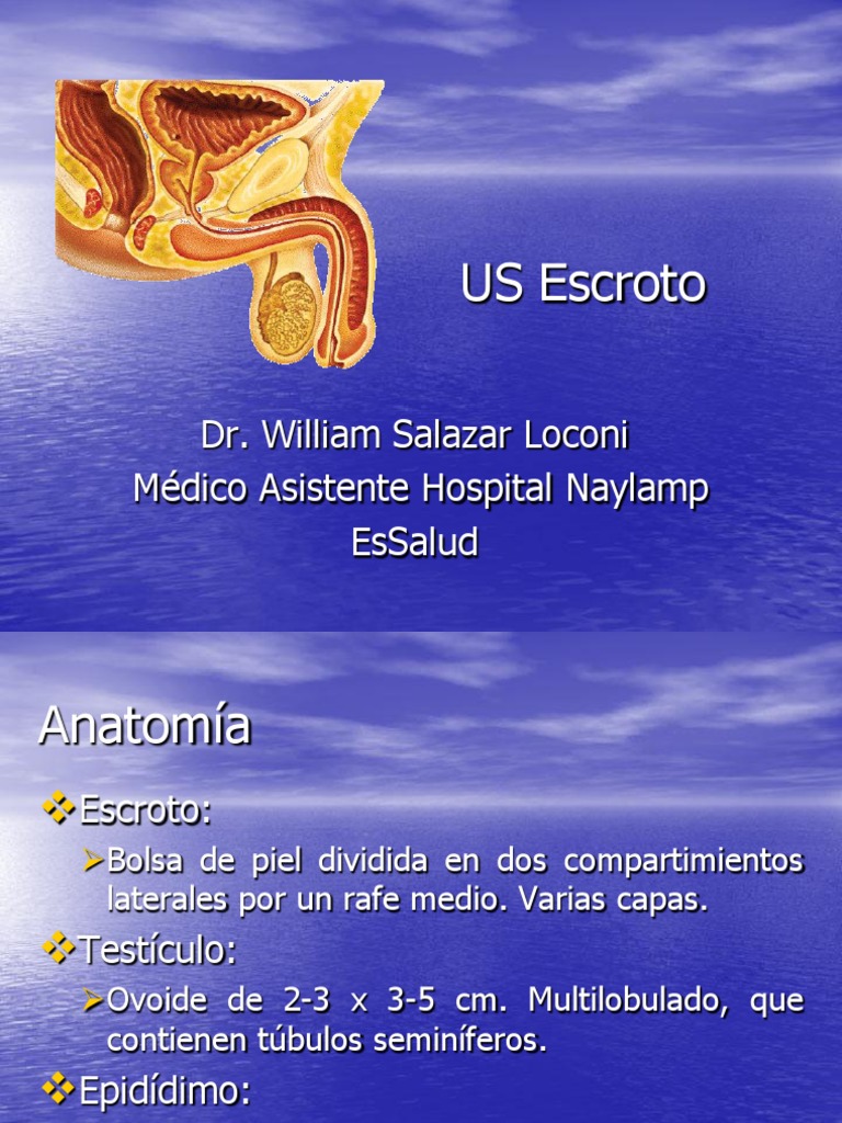 Escroto | Testículo | Especialidades Medicas