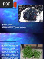 CENTA. Guía Técnica Del Cultivo de Zapote | PDF | Injerto | Riego