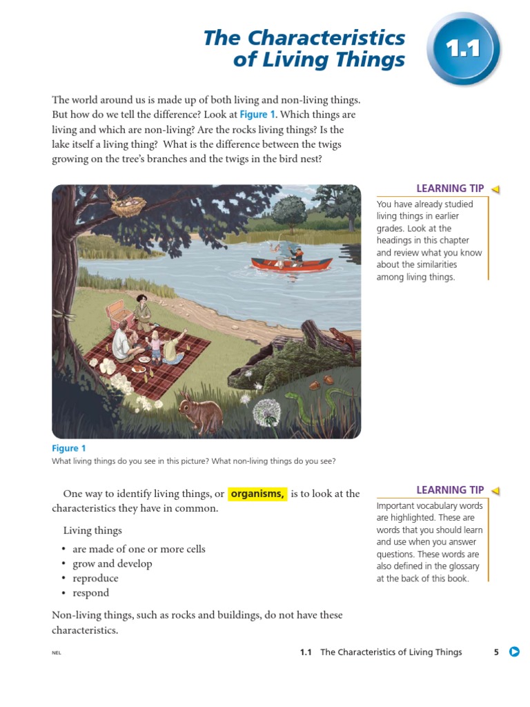 Characteristic of Living Things | PDF | Reproduction | Life
