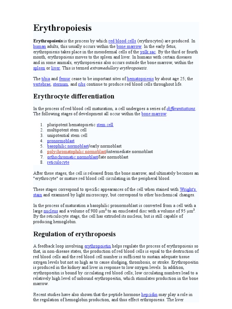 Eritropoesis | PDF | Stem Cell | Cell Potency