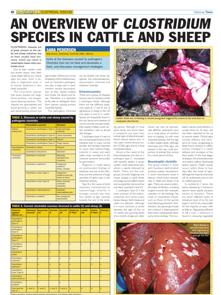 An Overview of Clostridium Species in Cattle and Sheep | PDF | Sheep ...