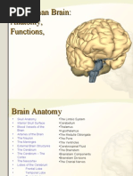 Brain Parts and Mnemonics Guide | PDF | Cerebral Hemisphere | Cerebral ...