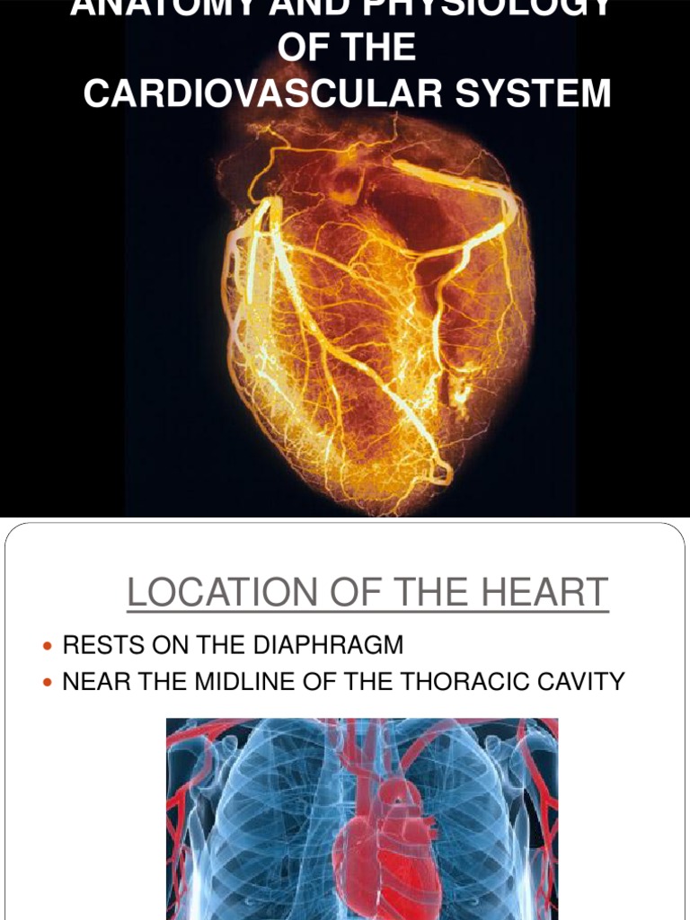 Anatomy and Physiology of the Heart | PDF | Diastole | Heart