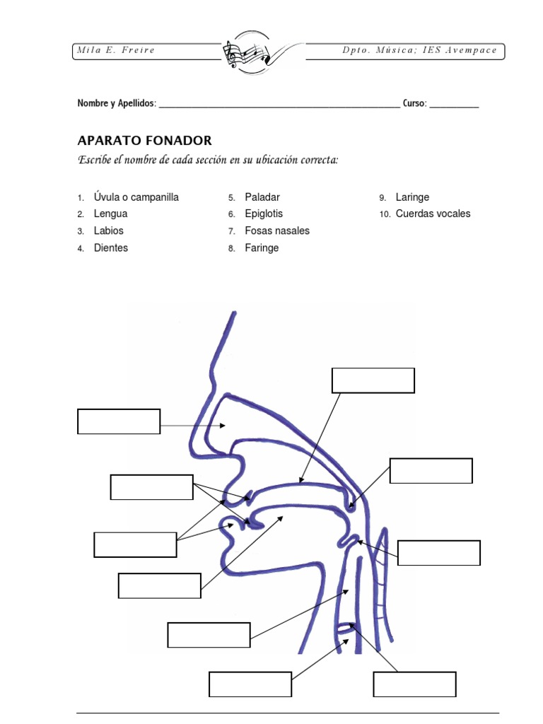 Aparato fonador - Ejercicio