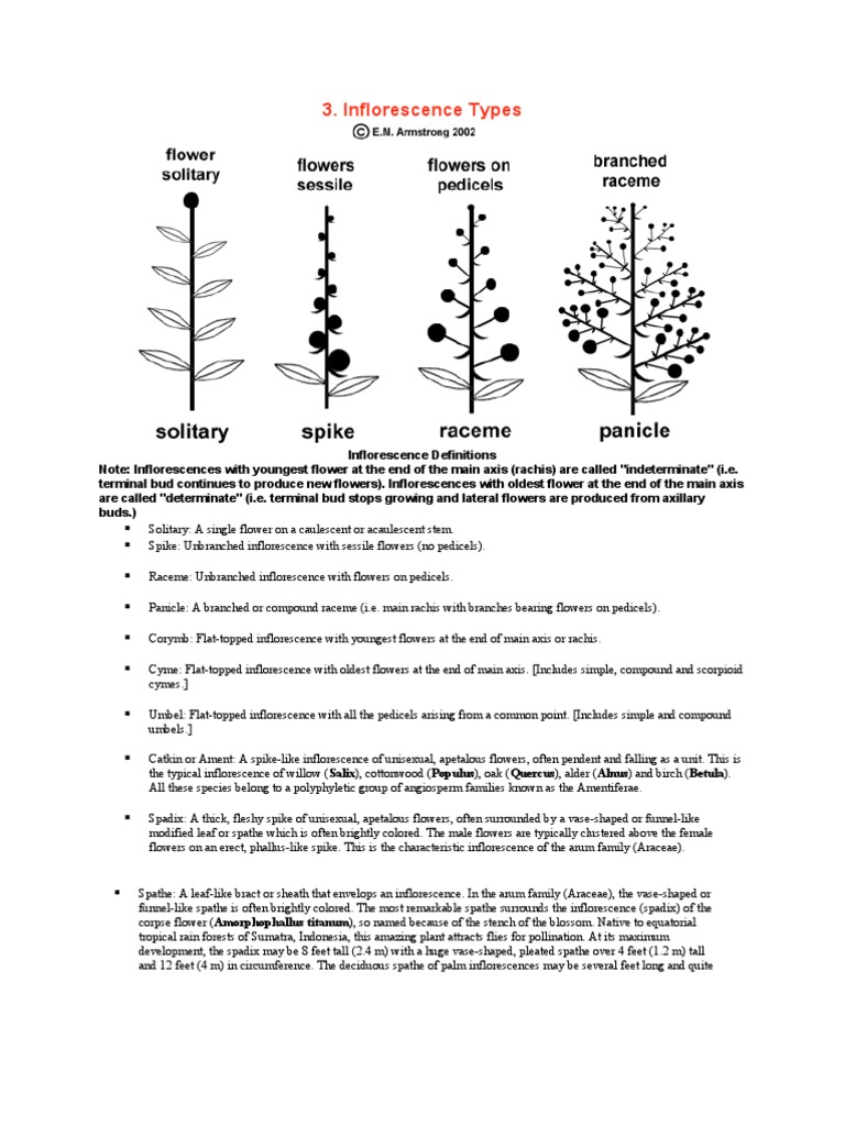 Botany | PDF | Garden Plants | Flowers