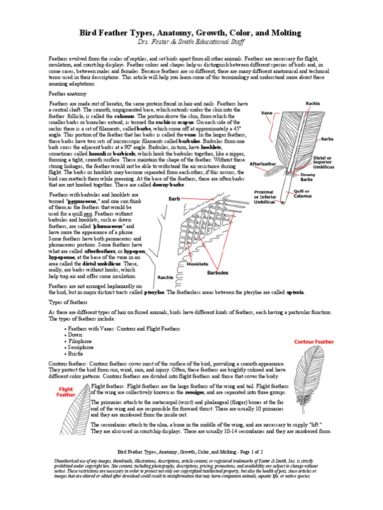 Bird Feather Types Anatomy Growth Color and Molting PDF | PDF
