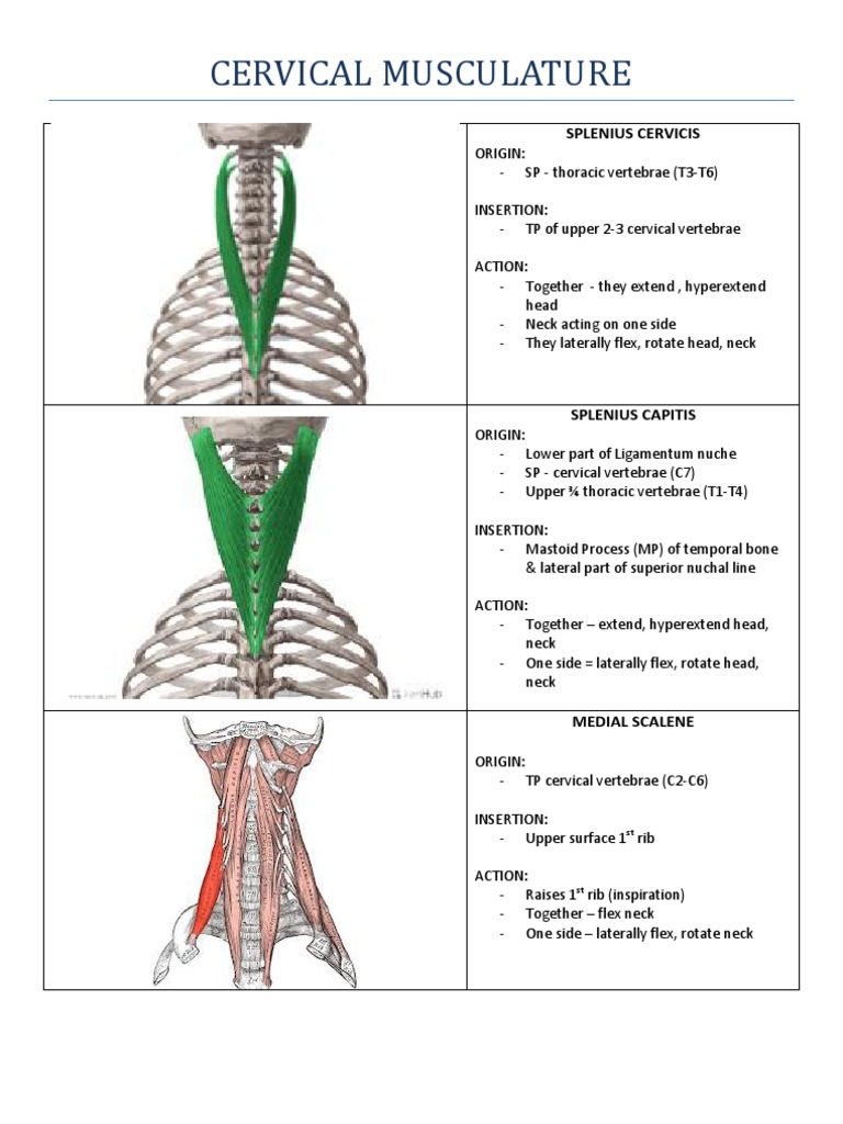 Cervical Musculature | PDF