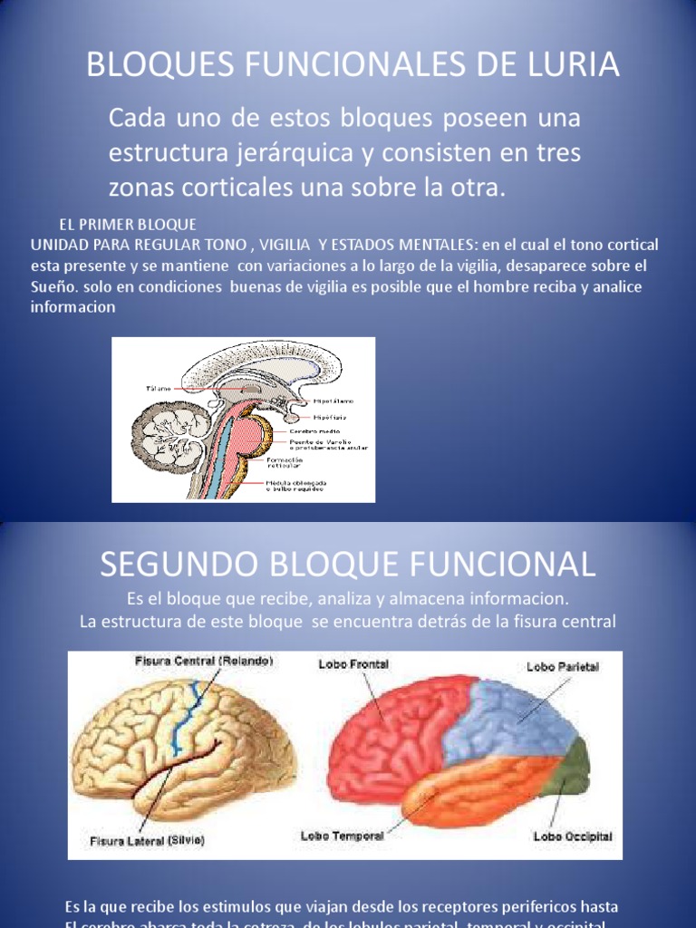 Bloques Funcionales De Luria